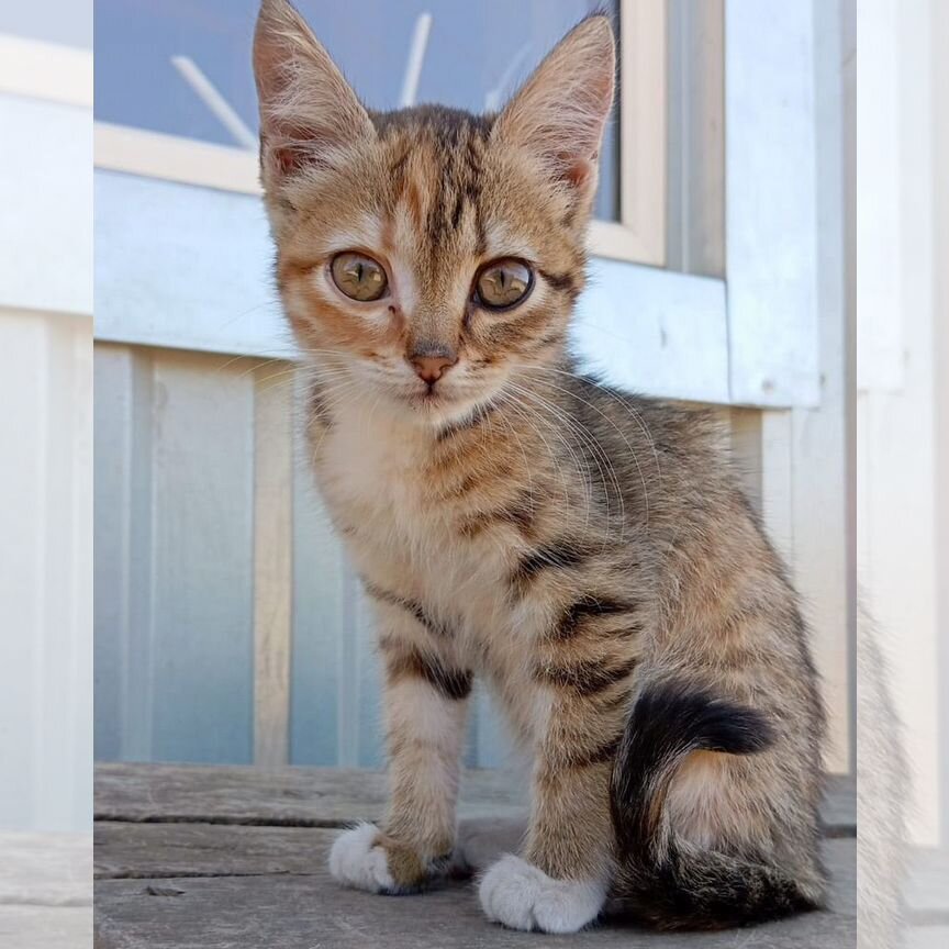 Котятенок в добрые руки