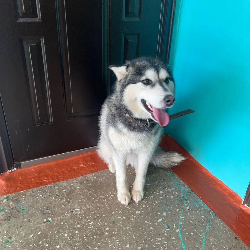 Сибирский хаски