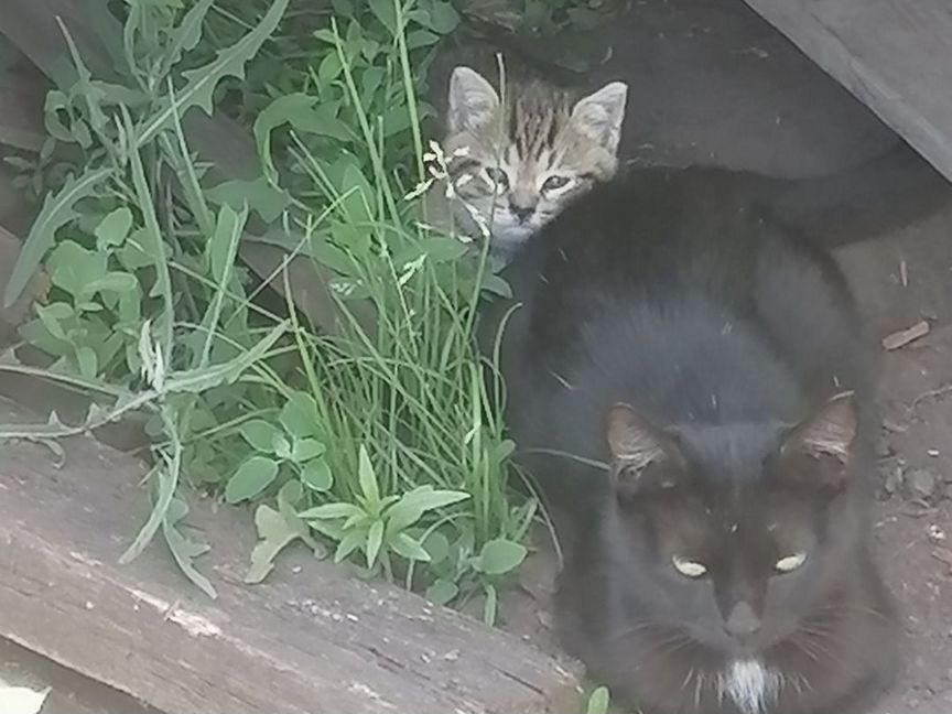 Кошечка с дач