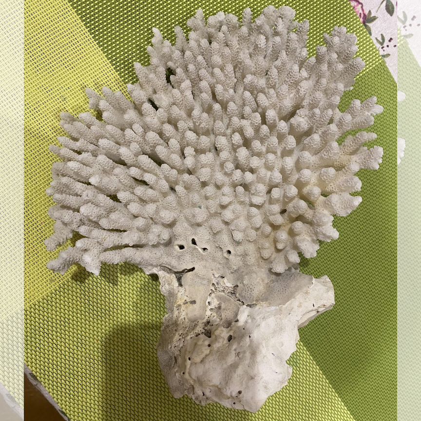 Натуральный морской коралл