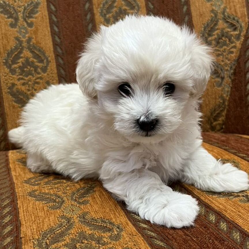 Мальтипу ф1 мини