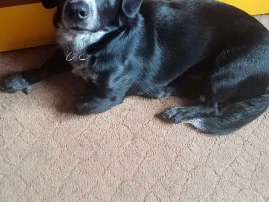 Собака в добрые руки