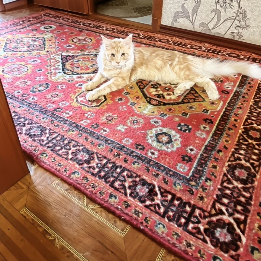 Мейн-кун котёнок