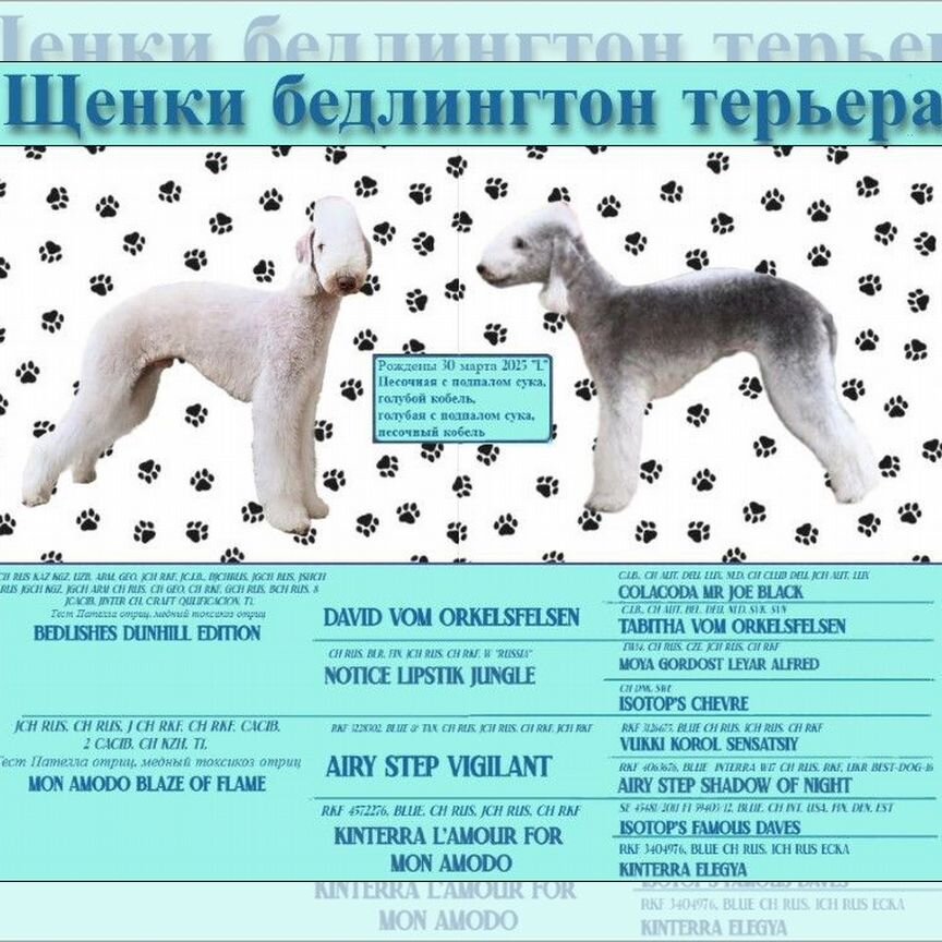 Щенки бедлингтон терьер