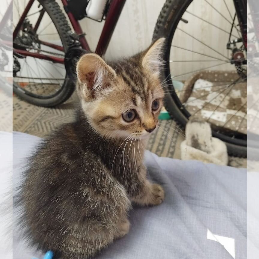 Котята в хорошие руки