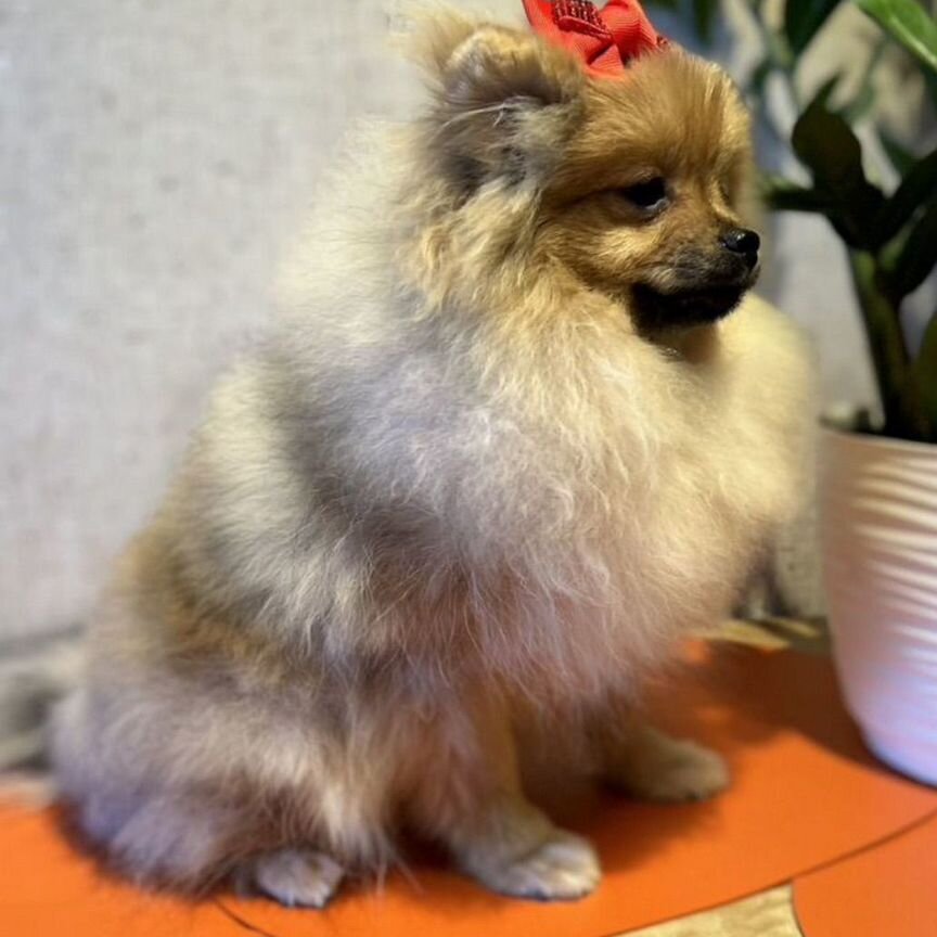 Шпиц щенок девочка