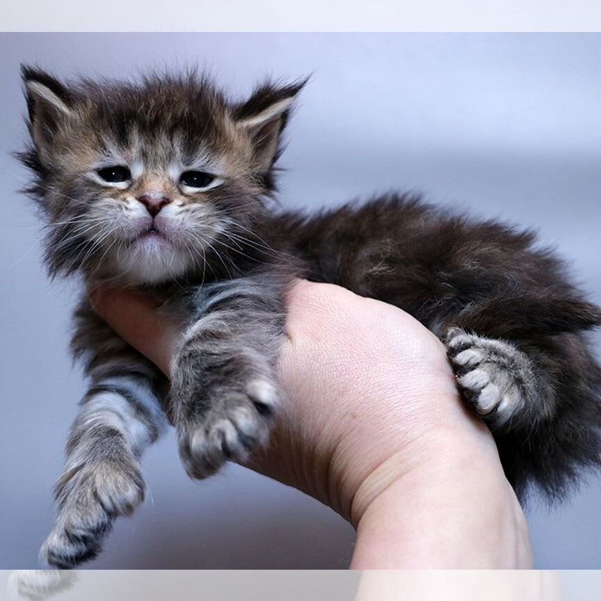 Мейн-кун котёнок