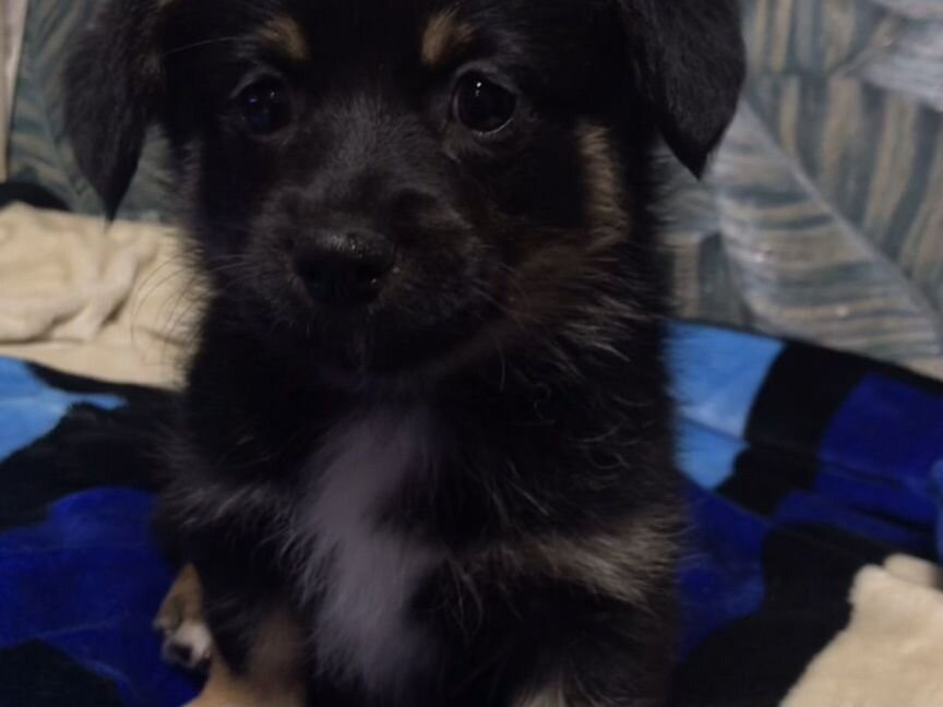 Щеночки в добрые руки