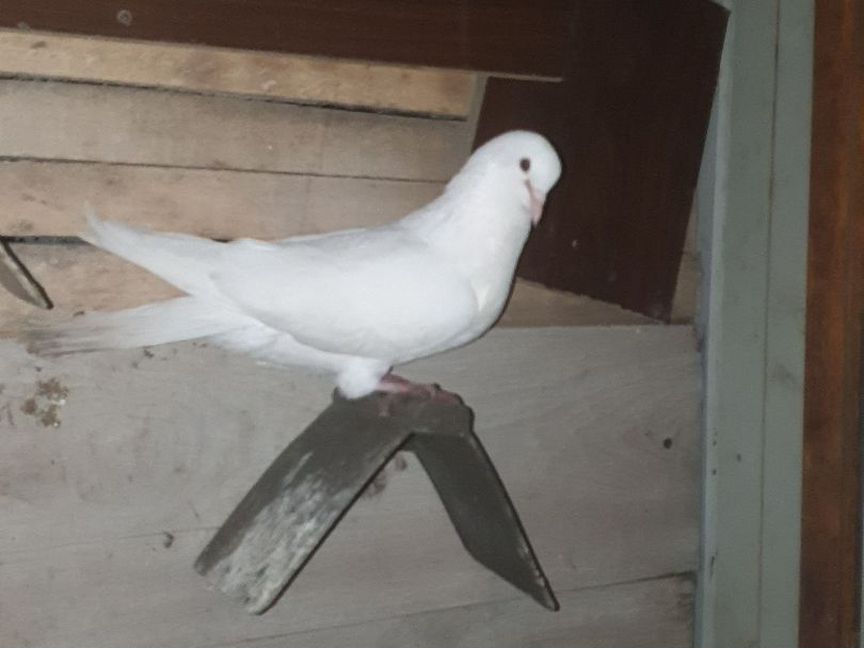 Бойные Голуби бакинцы