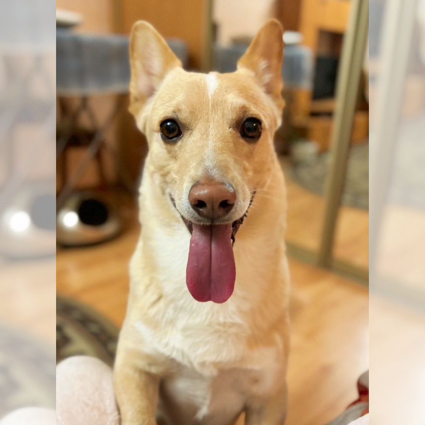 Собака в добрые руки корги