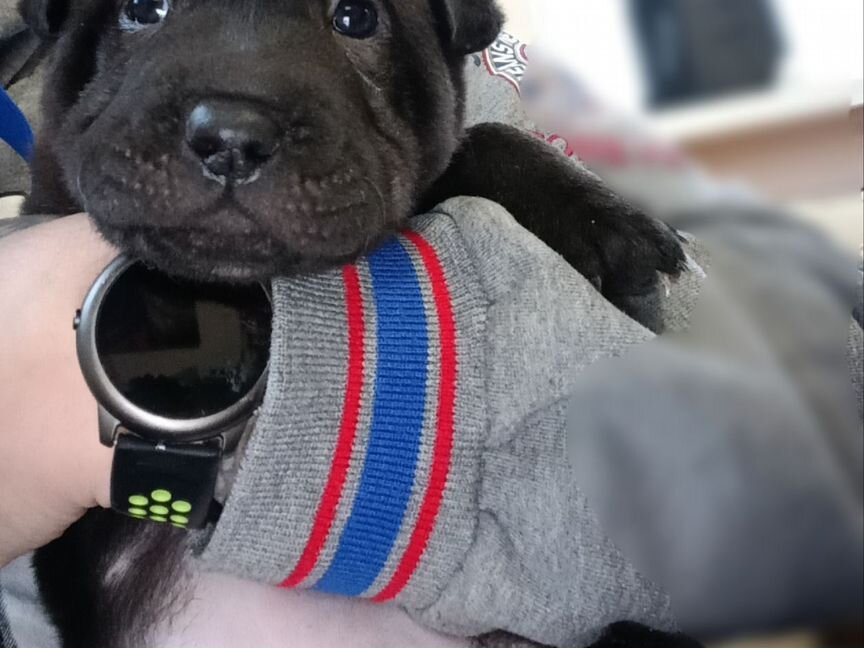 Щенки Шарпей/Помесь с овчаркой