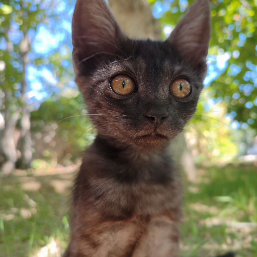 Кошка в дар,порода Ориентальная