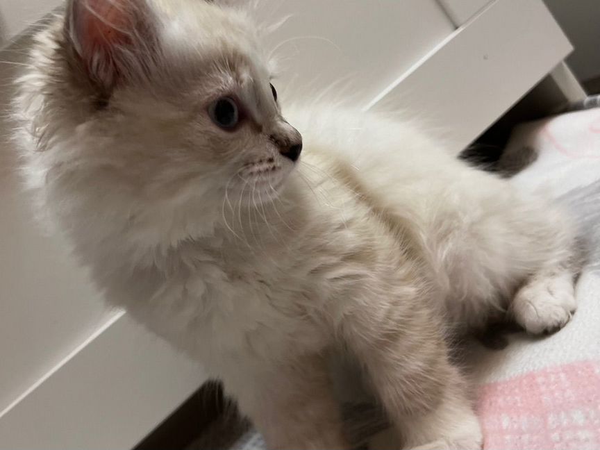 Невские маскарадные котята