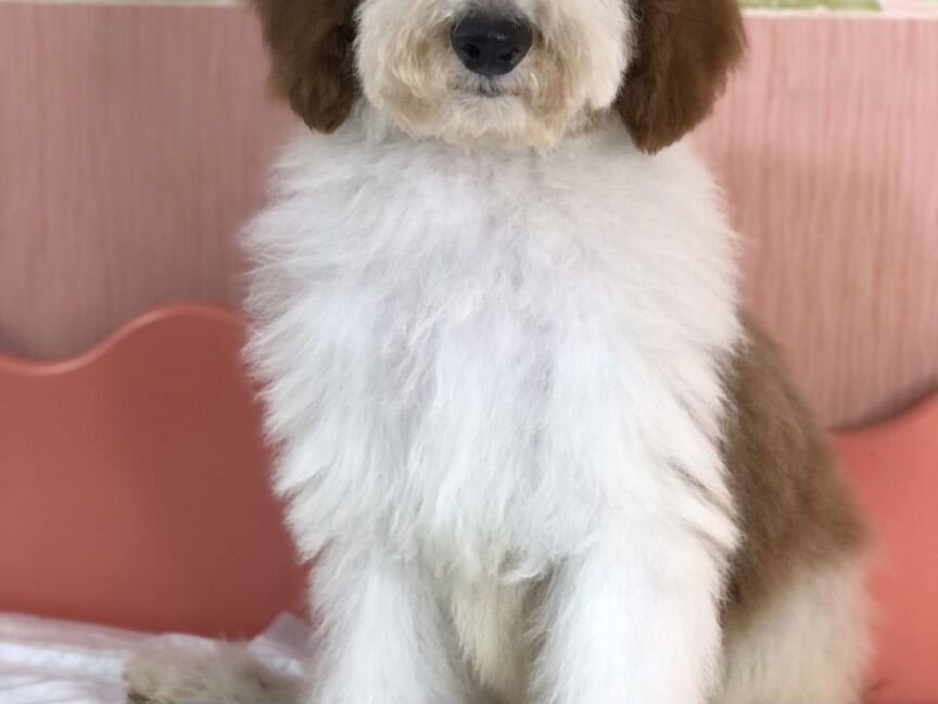 Китайский дудль. Эльза, девушка