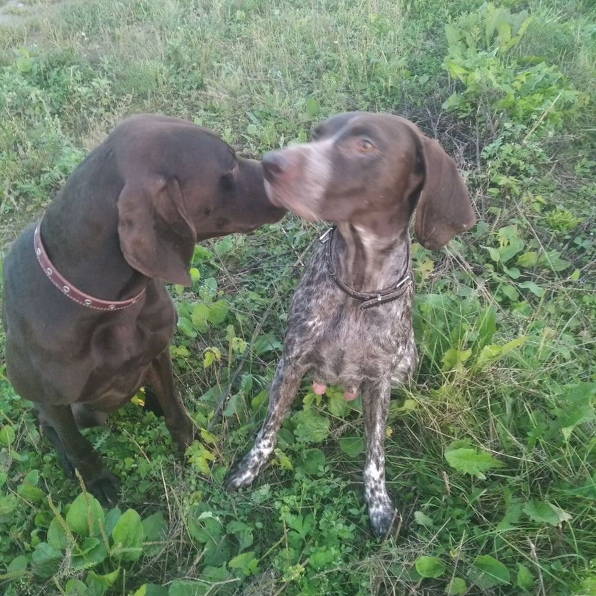 Щенки курцхаара