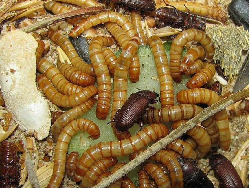 Мучной хрущ