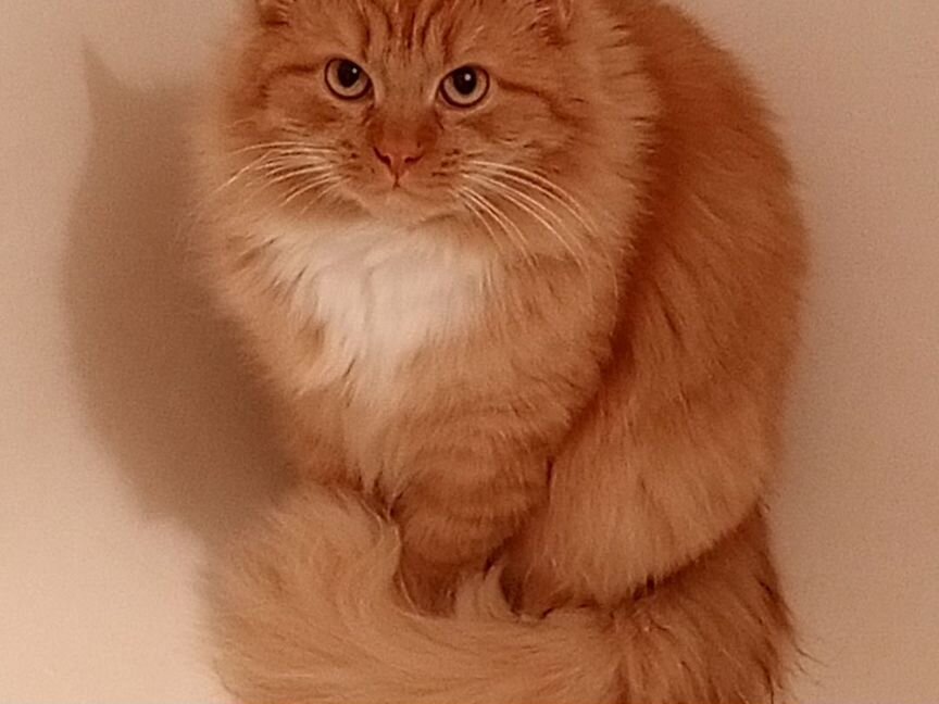 Сибирская кошка бесплатно