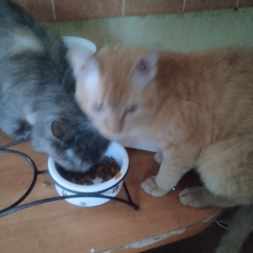 Кот и кошка