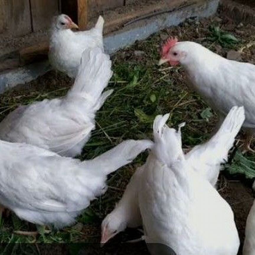 Куры несушки