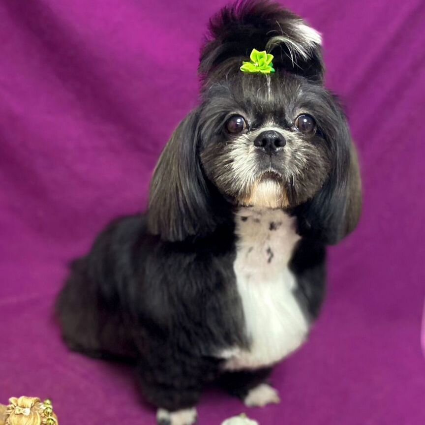 Ши-тцушки кукляшки