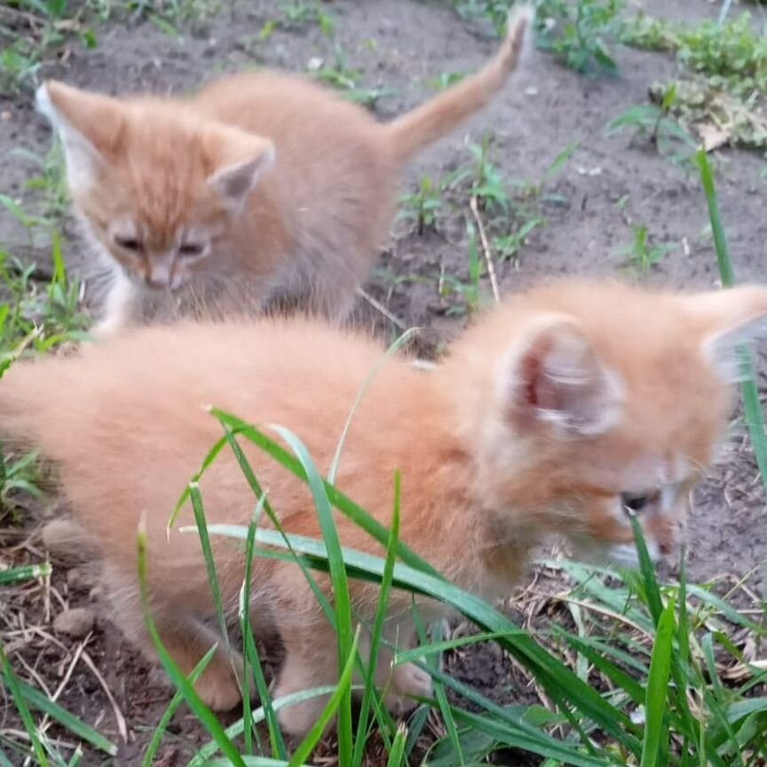 Котята в добрые руки бесплатно