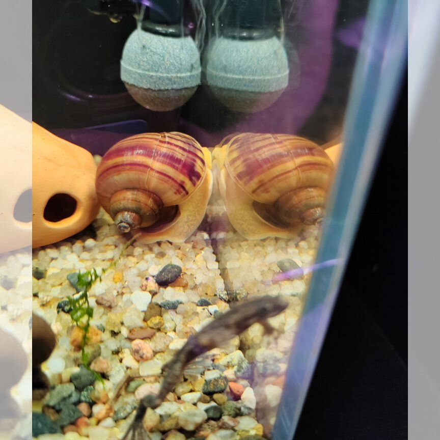 Улитки ампулярии