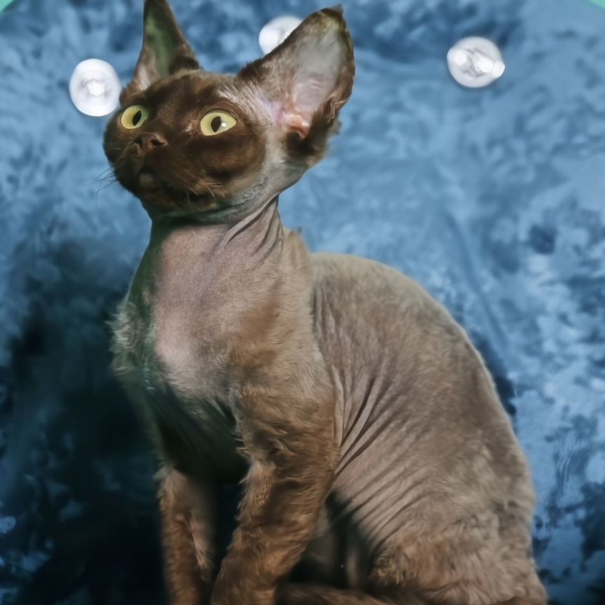 Девон-рекс котёнок