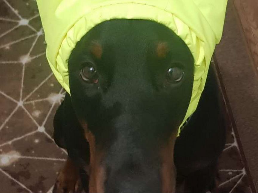 Шапка с ушками для добермана