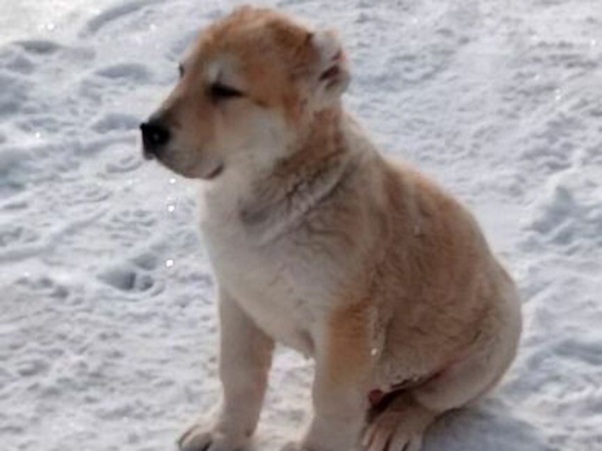 Щенки азиатская овчарка алабай