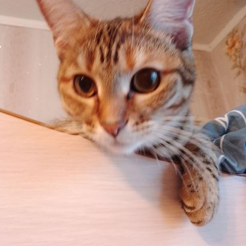 Кошка зовут вася