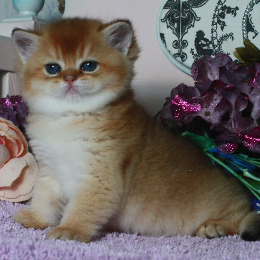 Золотые котики с документами