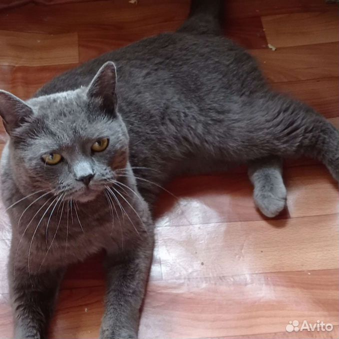 Британский котик