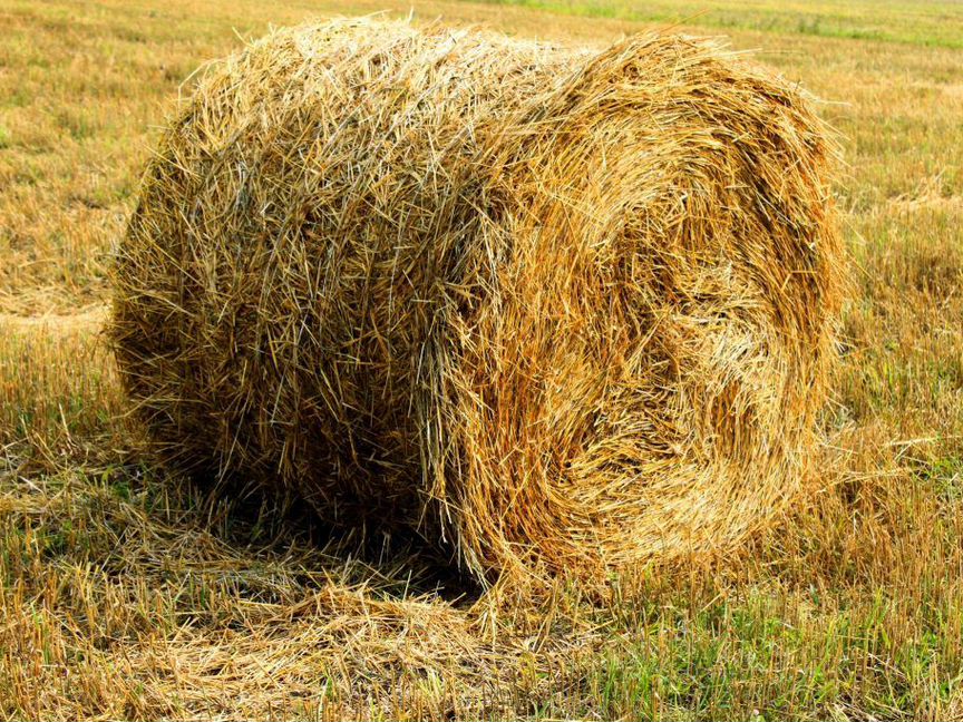 Продам сено и салому
