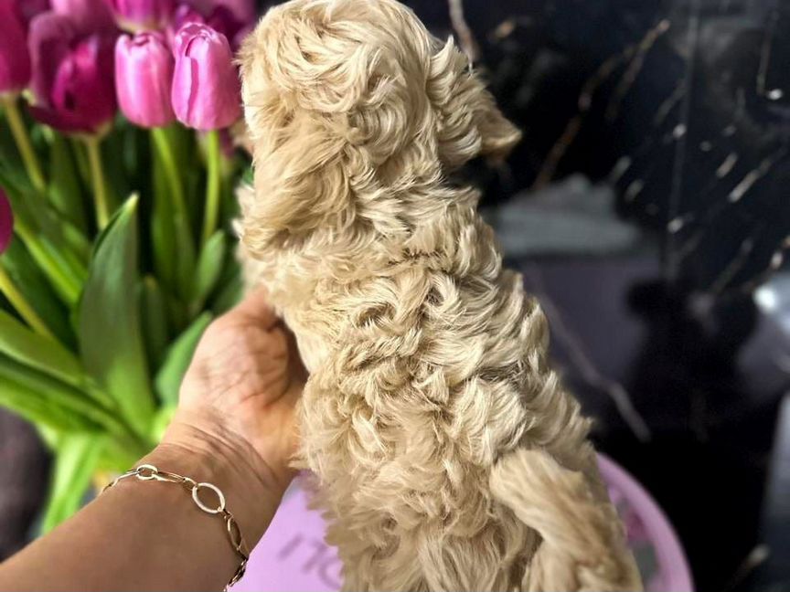 Mialtipoo mini F1 Беби Фейс Корея