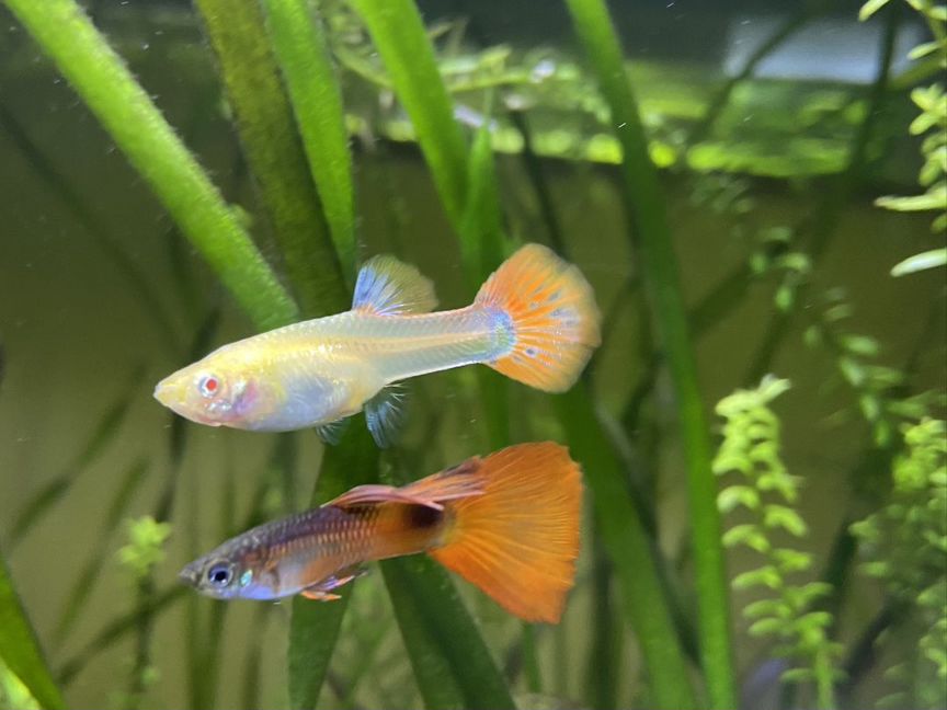 Рыбки гуппи 10 шт в наличии