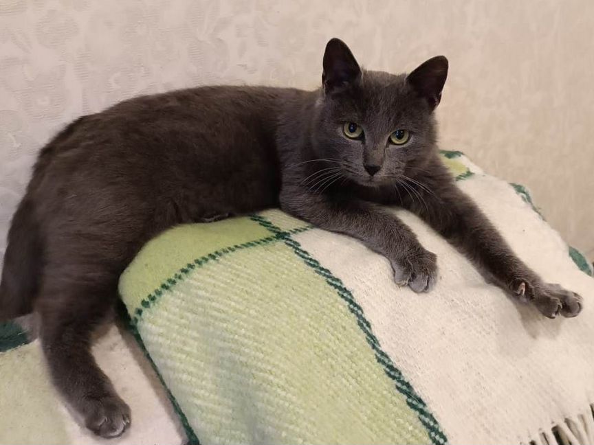 Котик Мушу. Ваше плюшевое чудо