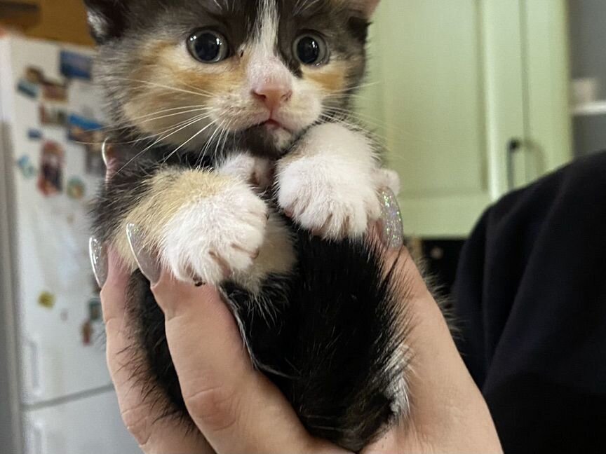 Котенок с необычным окрасом, черно-рыжий