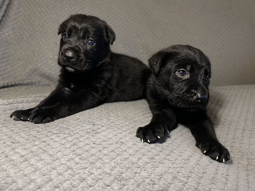 Щенки Кане Корсо