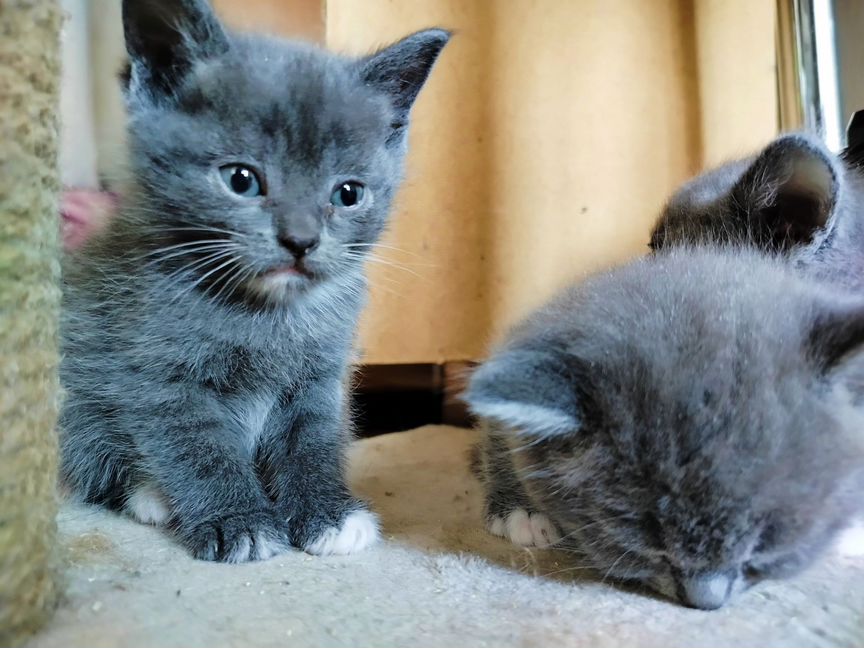 Бриташки дворяне