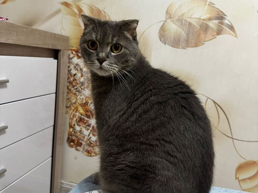 Кот