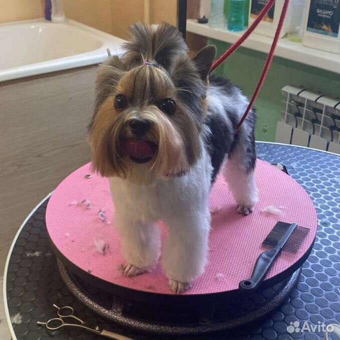 Вязка кобель бивер