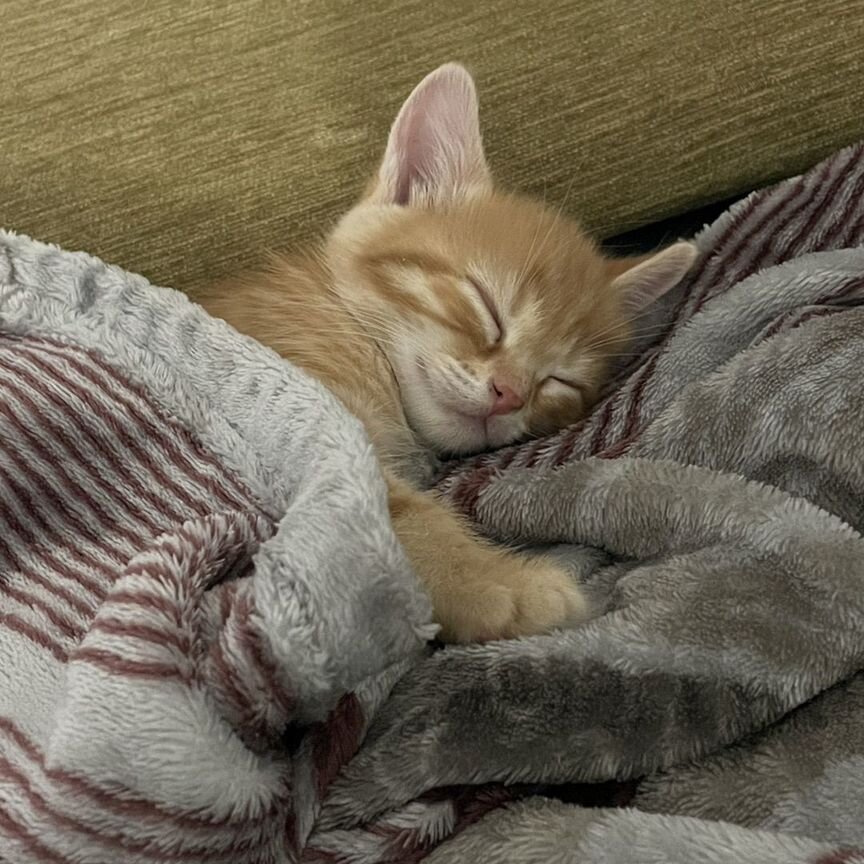 Кошечка в добрые руки