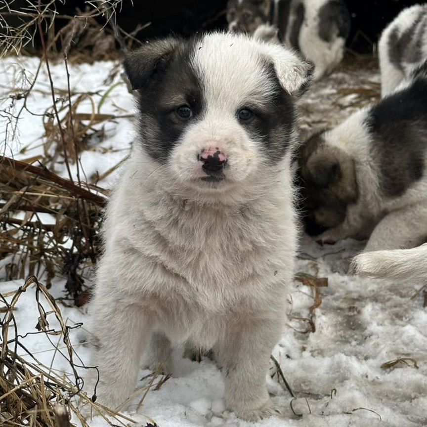 Щенок в добрые руки