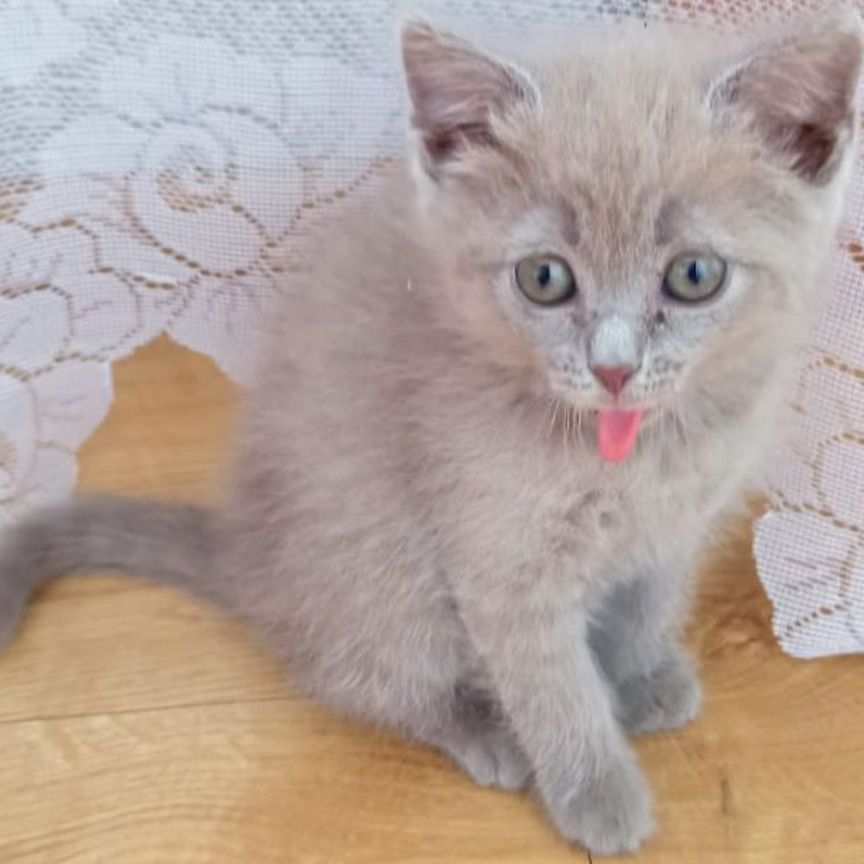 Котёнок серый