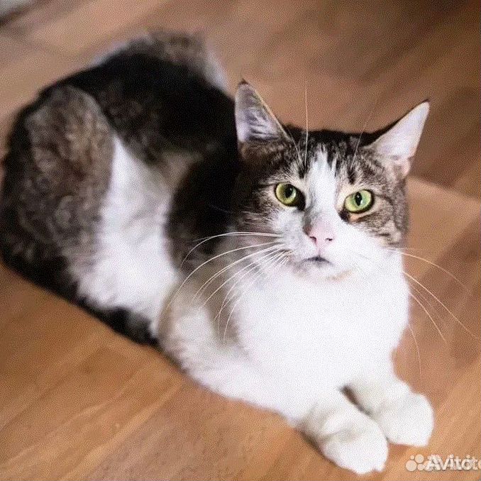 Хорошая красивая девочка Молли 2 года ищет дом