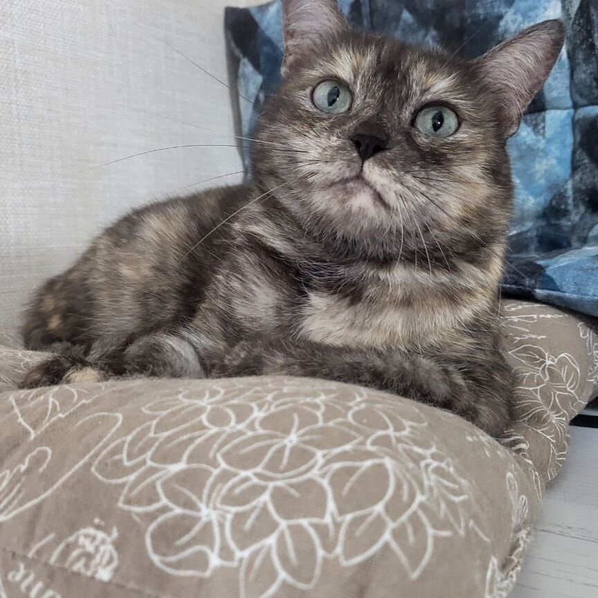 Полли в добрые ручки