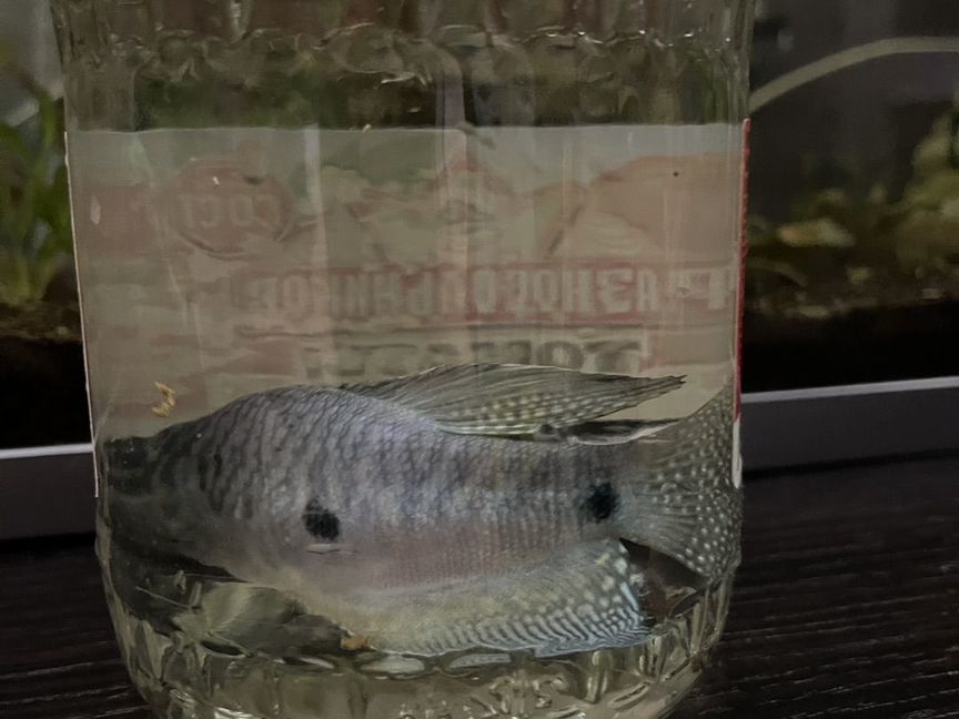 Рыбка гурами