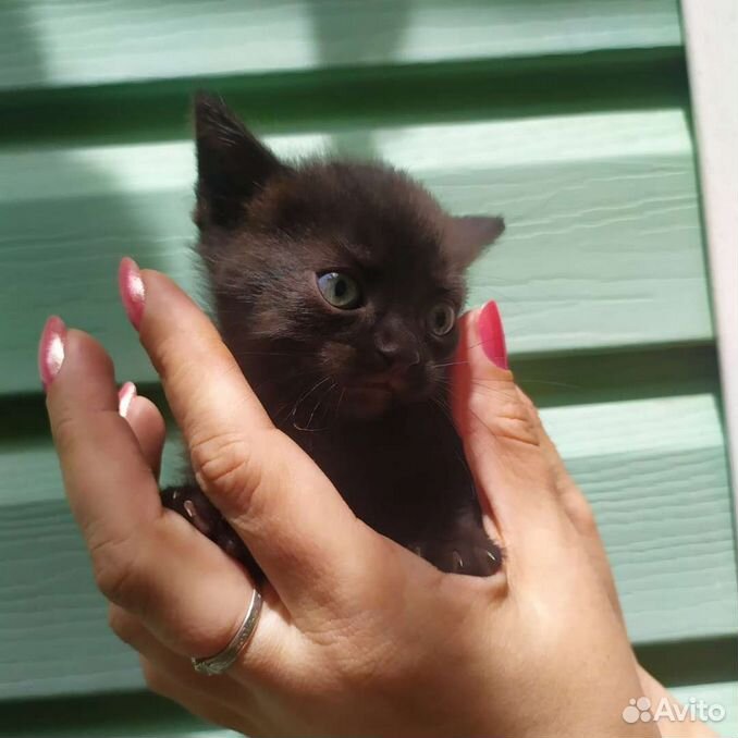 Хемингуэя коты шестипалые