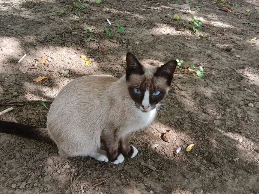 Котёнок сноу-шу, девочка, 8 месяцев