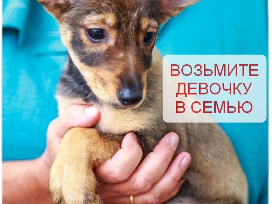 Девочка, 2,5 мес. Очень нужен Дом